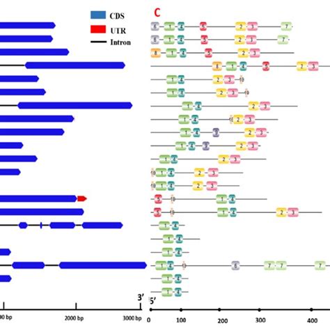 The Phylogenetic Relationships Conserved Motifs And Gene Structures