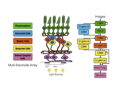 Neuromorphic Computing Computational Biology Lab Dlab
