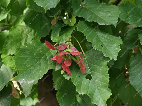 Premium Photo Acer Tataricum Known As Tatar Maple Or Tatarian Maple