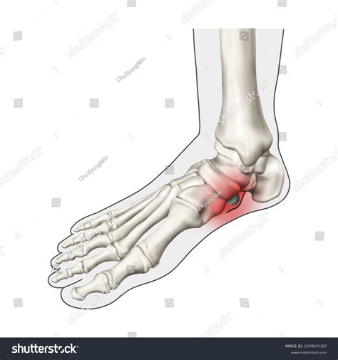 Navicular Bone Location Anatomy Labeled Diagram 53 Off