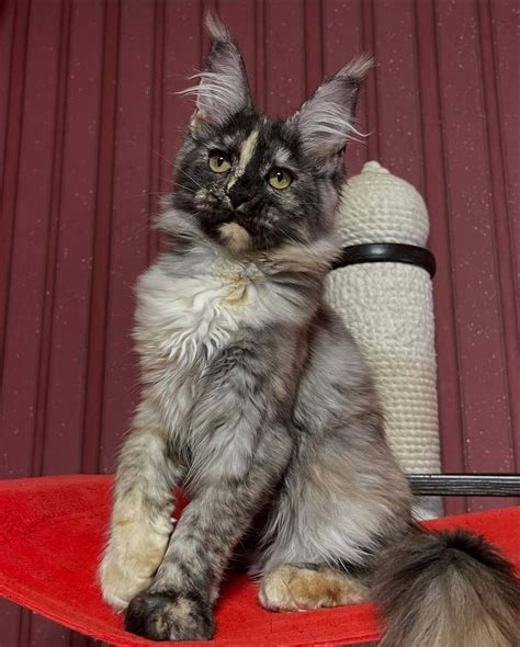 Maine Coon Kittens For Sale Nz Buy Maine Coon Cat Nz