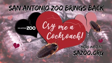 Cry Me A Cockroach Is Baaaaack Youtube