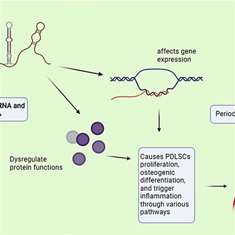 Schematic Representation Of The Role Of Non Coding Rnas In Periodontal