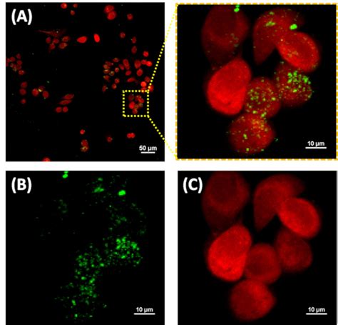 Extracellular Vesicle Uptake Assay A Method To Visualize And Quantify Cellular Uptake Of