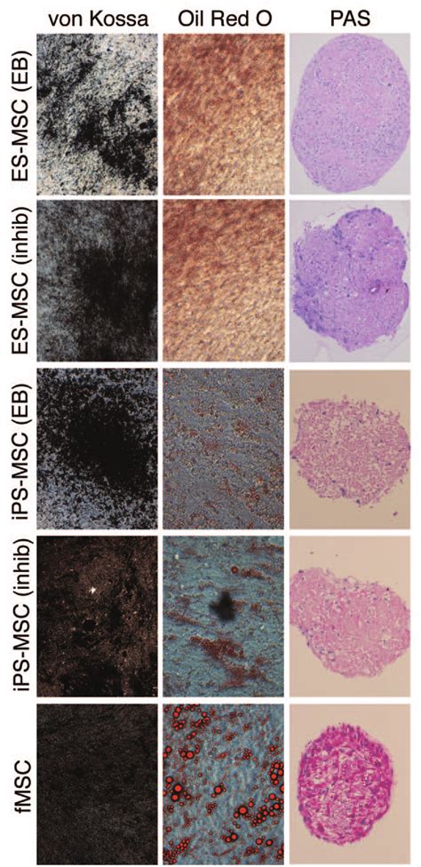 Mesodermal Differentiation Of ES Cell And IPSC Derived MSCs Shown Is Download Scientific