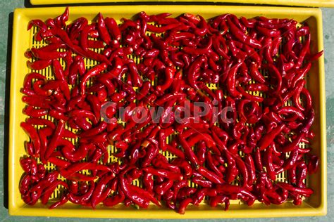 널어놓은 가을 수확 농업 고추 사진 이미지 일러스트 캘리그라피 Binimin작가