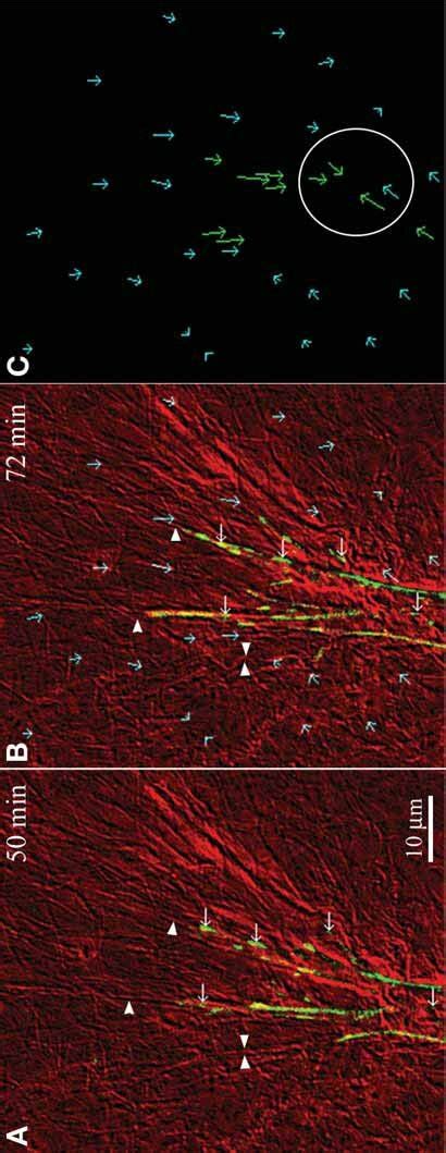 Summary Of Cell Matrix Interactions During Extension Of Pseudopodia A B Download Scientific