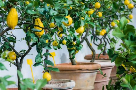 The 5 Best Trees To Grow In Pots