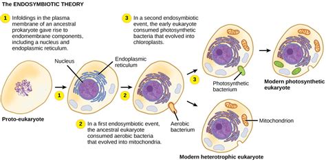 Eukaryotes And Their Origins Organismal Biology