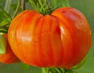 Recipes And Ideas What To Do With A Glut Of Tomatoes