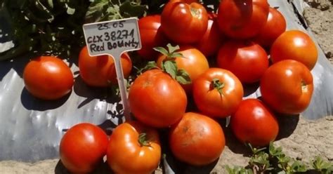 Домати Ред Баунти F1 Red Bounty Магазин за семена SemenaMarket com