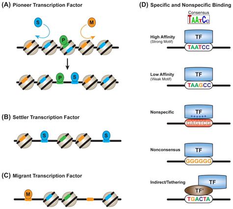 Absence Of A Simple Code How Transcription Factors Read The Genome Pmc