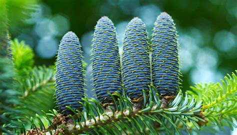 Different Kinds Of Tree Cones Garden Guides
