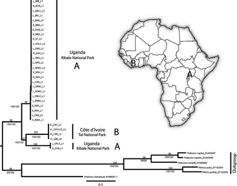 Raxml Maximum Likelihood Tree Of The Mitochondrial Coi Gene The Lice
