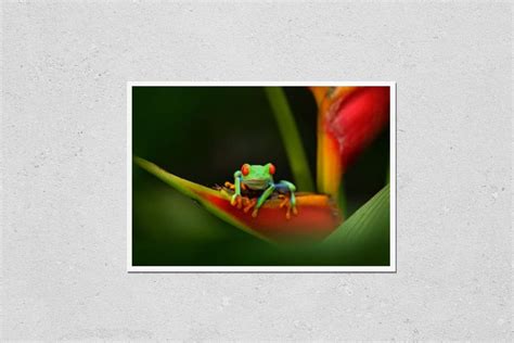 Red Eyed Tree Frog Predators