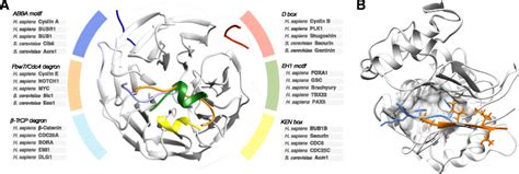 Examples Of Motif Binding Pocket Evolution A Representative Selection