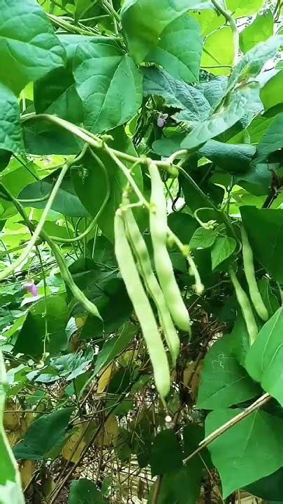 Desi Green Beans Vegitables Food Trendingshorts Viralvideo