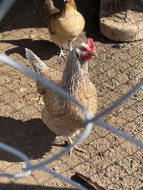 Can Anyone Tell What Breed Of Hen She Is Rchickens