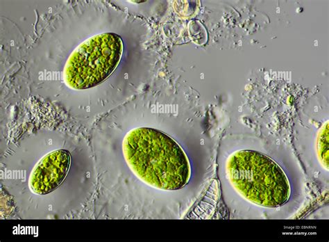 Algae Cell Under Microscope