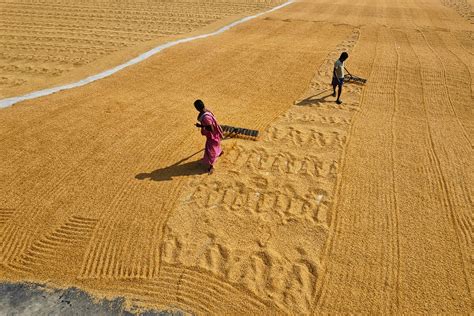 계절별 작업 곡물 곡물 가공 곡물 건조 과정 곡물 더미 곡물 저장 남아시아 농부 노동 노동자 노천 농업 농업
