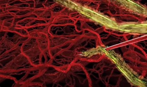 Pertumbuhan Mikroba Fase Fase Pada Kurva Pertumbuhan Mikroorganisme Inspirasi Indonesia