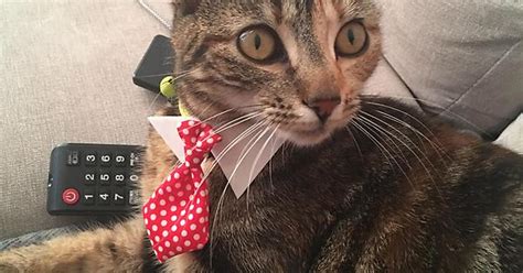 Parsnip Ready For A Day At The Office Album On Imgur