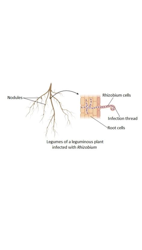 How To Identify Leguminous Plants At Juan Maguire Blog