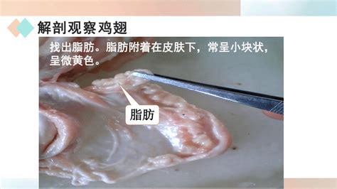 2 3 3 生物体的器官系统33张PPT 视频素材 21世纪教育网 二一教育