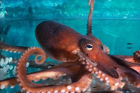 Imágenes De Los Animales Invertebrados Acuáticos Descargar Imágenes