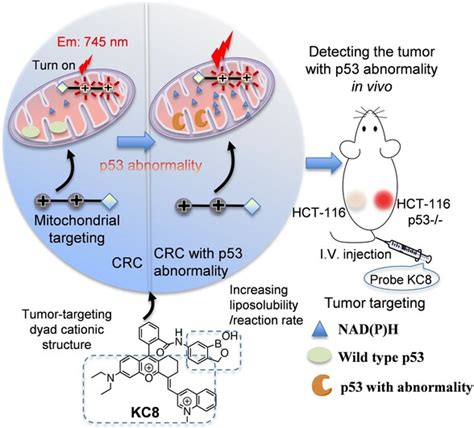 an activatable nir fluorescent probe for nad p h and its application to