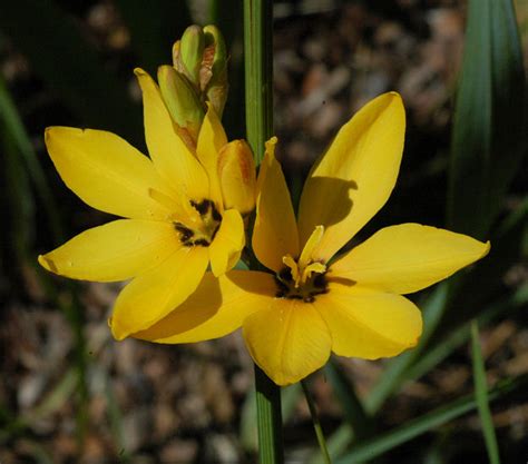Ixia Three Pacific Bulb Society