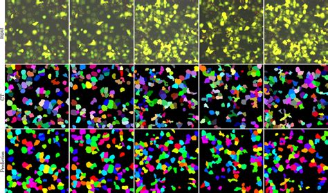 A Visualization Of The Cellpose Segmentation Results From The