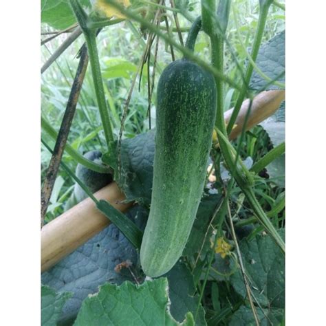 แตงกวาแตงร้านปลอดสารพิษ100 แตงกวาออแกนิคก กละ50บาท Shopee Thailand