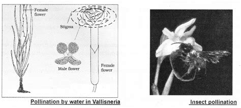 Plus Two Botany Notes Chapter 2 Sexual Reproduction In Flowering Plants