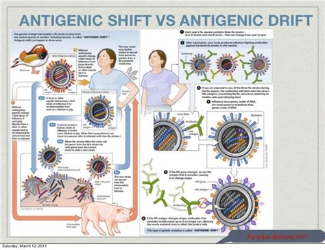 Bio 151 Lecture 15 Continued