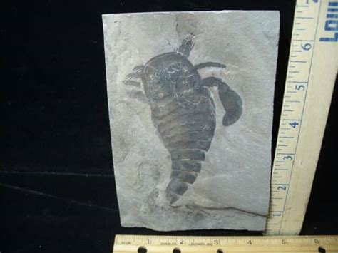 Eurypterid Specimen 022024e The Stones And Bones Collection
