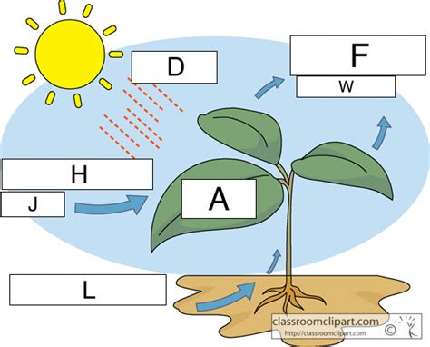 Photosynthesis Test Diagram Quizlet