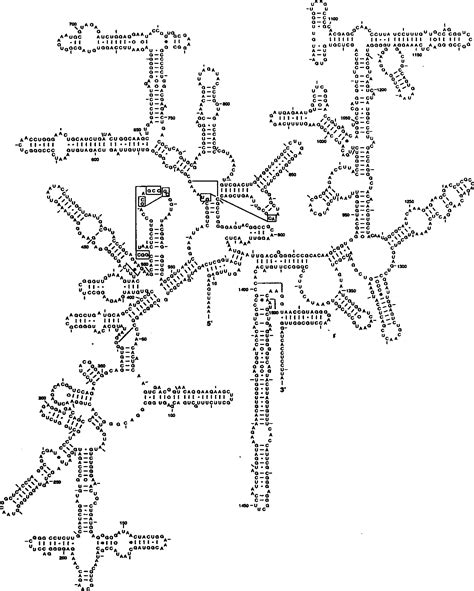 Ribosomal Rna Structure