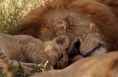 Male Lion And His Baby Girl R Natureisfuckinglit