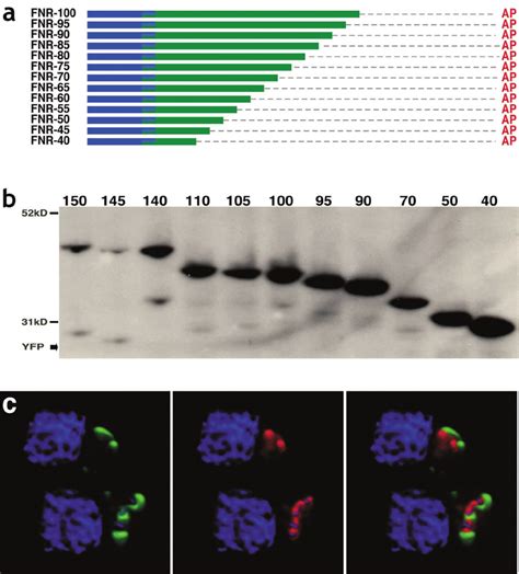 C Terminal Deletions Of The Tp Delineate Between Targeting And