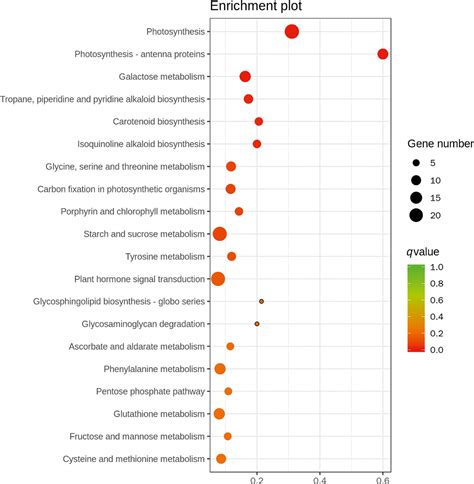 Comparative Phenotypic And Transcriptomic Analysis Of Victoria And