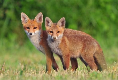 Fox Mating Behavior Facts Ecology Seasons Waexx