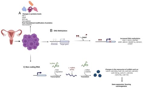 Promising Predictive Molecular Biomarkers For Cervical Cancer Review