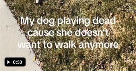 She S So Stinking Cute With The Tongue Sticking Out Gag