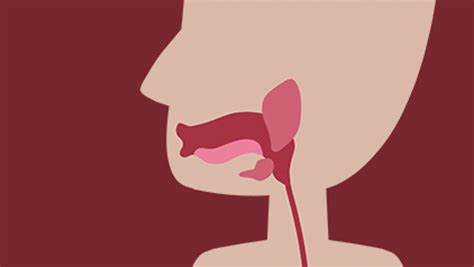 What Is The Digestive System Ks2 Science Curriculum Bbc Bitesize