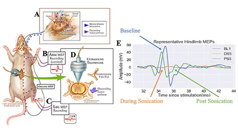 Low Intensity Pulsed Ultrasound Neuromodulation Of A Rodents Spinal Cord Suppresses Motor