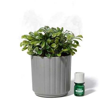 Lifelines Artificial Boxwood Plant Diffuser