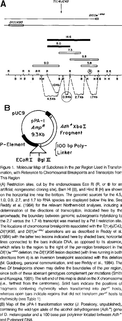 figure 1 from p element transformation with period locus dna restores