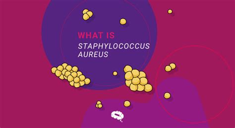 Apa Itu Staphylococcus Aureus Dan Siapa Saja Yang Terkena Blog Mind The Graph