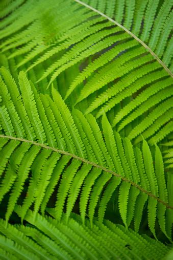 자연에서 아름 다운 고사리 잎 감촉 천연 양치류 배경 고사리는 고사리 자연을 닫습니다 고사리 자연의 배경에 고사리 식물 자연 개념 녹색 양치류 자연 천연 꽃 고사리 0명에